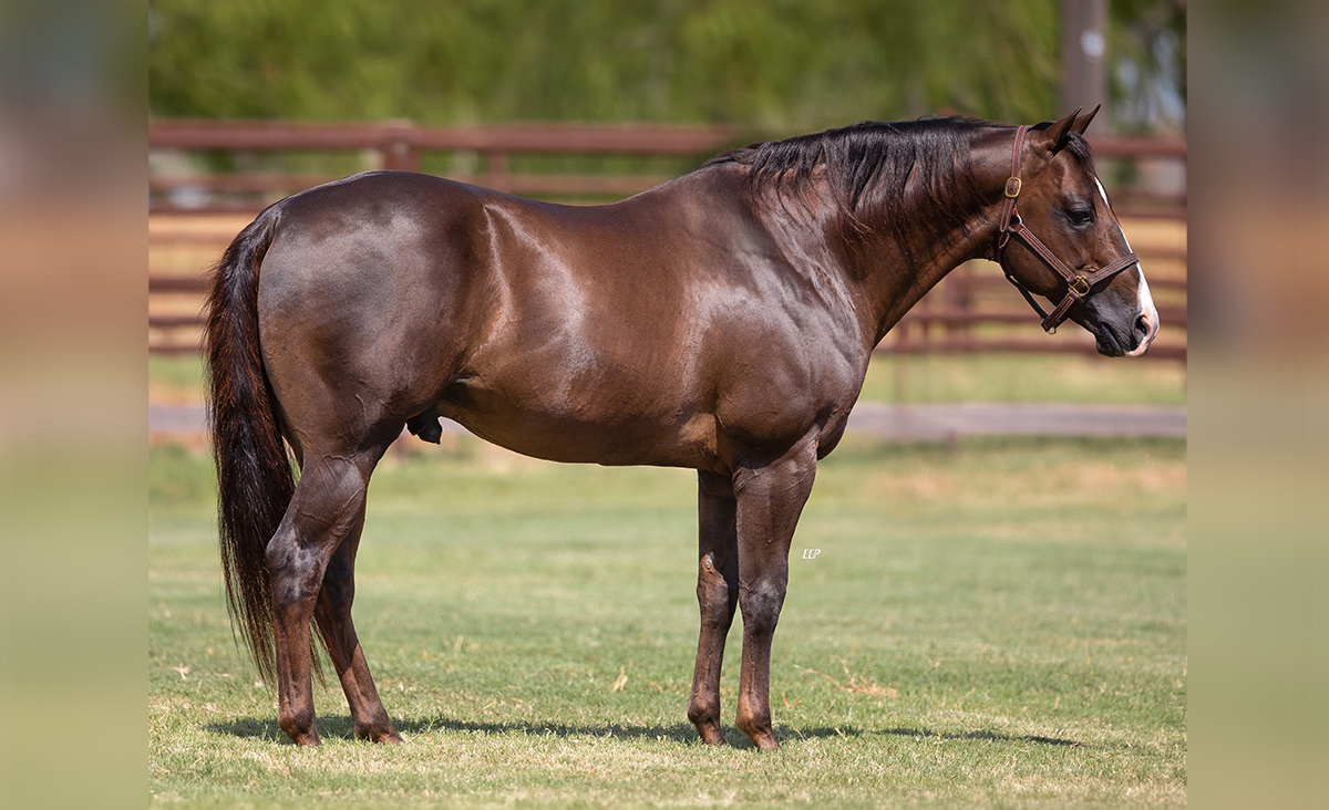 L#4572 Ur One Famous Rebel - 2009 Chestnut Stallion (Dash Ta Fame x Denas Dividend, Lanes ...