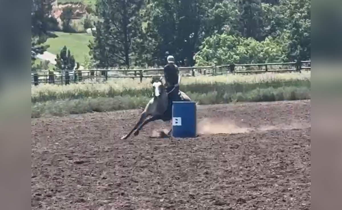 L#3655 Epic Shades Ta Fame - 2022 Gray Mare (Epic Leader x Fifty Shades ...