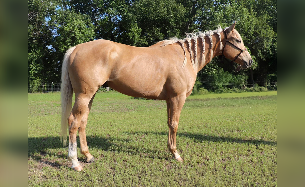 L#4053 Patrons Painted Wagon - 2019 Palomino Gelding (Patron At Six x ...