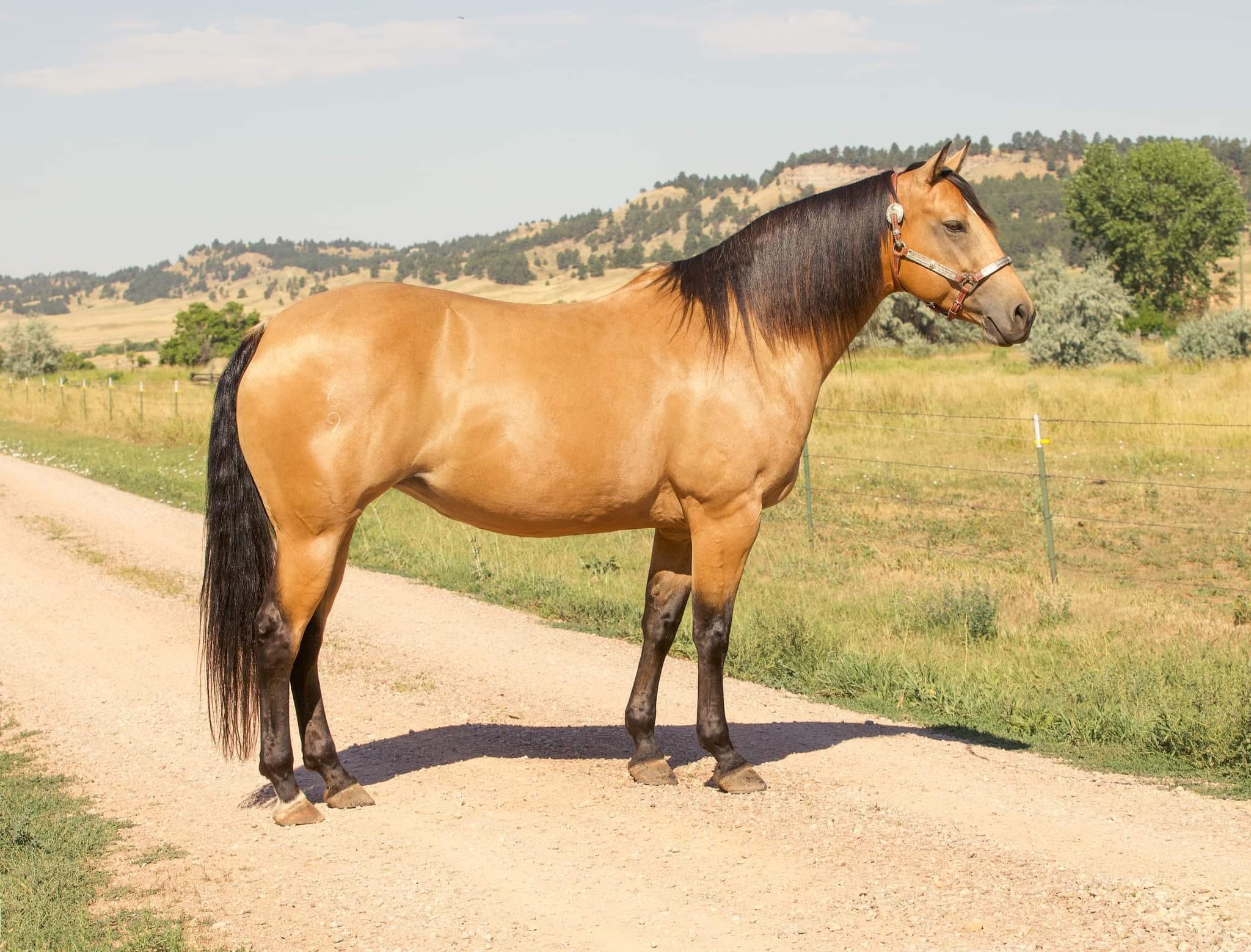 L#4273 Ms Rockin Dynamite - 2012 Buckskin Mare (Royal Irish Whiskey x Revs Rockin T Sister, Mr ...