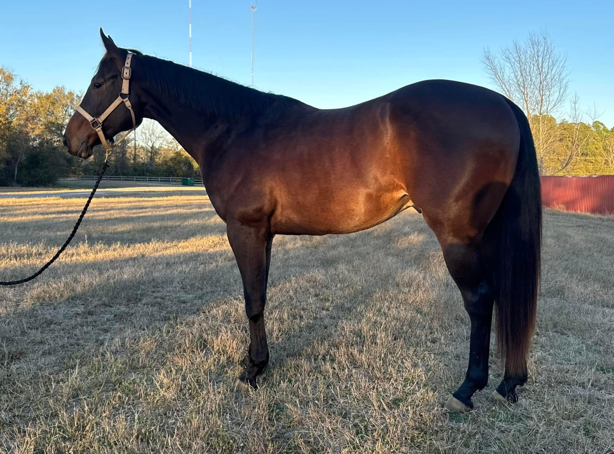 L#2399 Bk Sergeant Cupid - 2022 Bay Gelding (Jess Send Cupid x Lil Easy ...