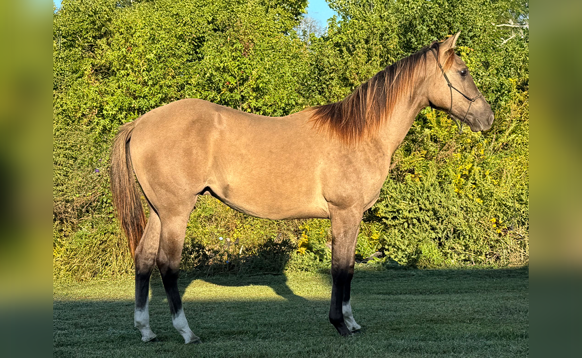 L#4922 Jessies Firewater - 2024 Grullo Gelding (Nnn Firewater Alive x ...
