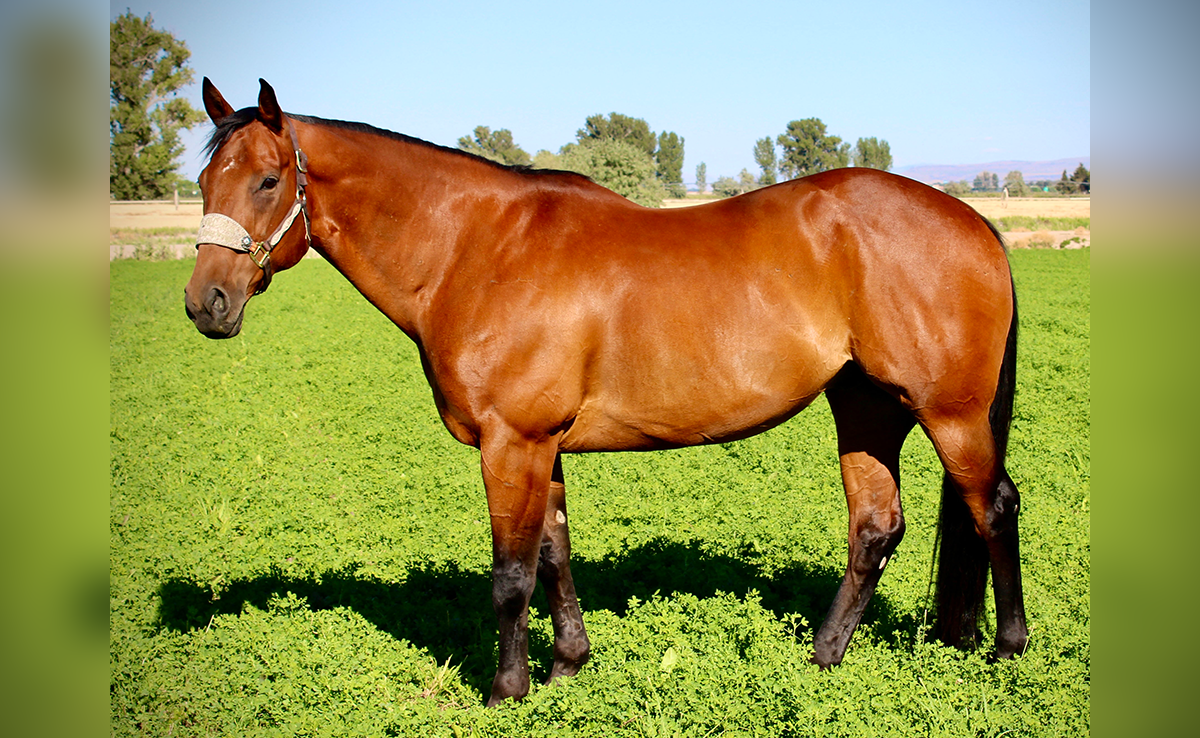 L#4090 Chocolate Diamondz - 2012 Bay Gelding (Winners Version x Dh ...