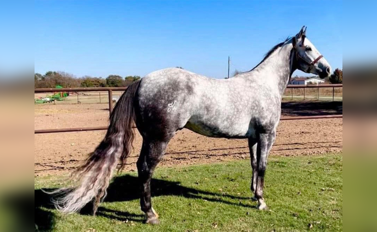 L#3684 Convinced I’m Epic - 2020 Gray Gelding (Epic Leader x ...