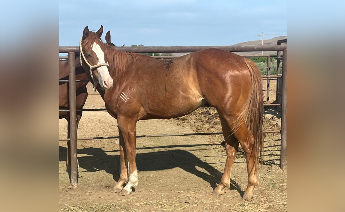 L#3564 Lsf Leos Bed Bug - 2023 Sorrel Gelding (Shawne Bug Leo x Duinos ...