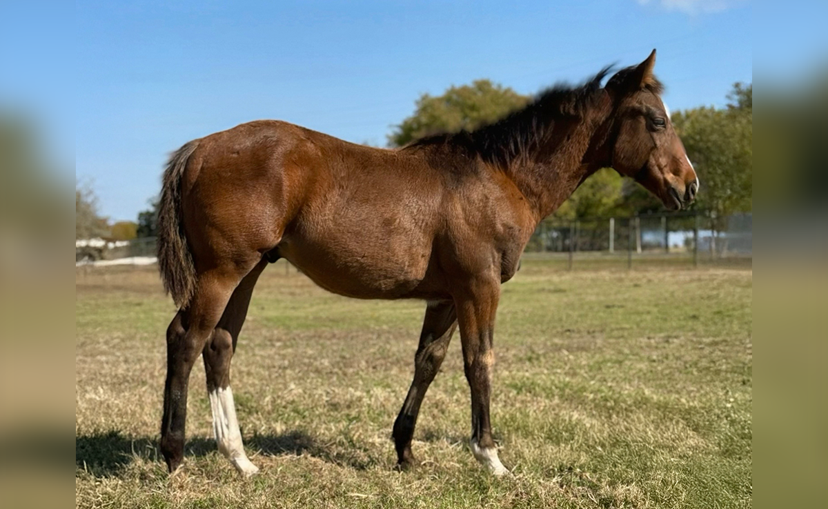 L#5476 OC Supersonic Seis - 2025 Bay Stallion (Tres Seis x Rockin ...