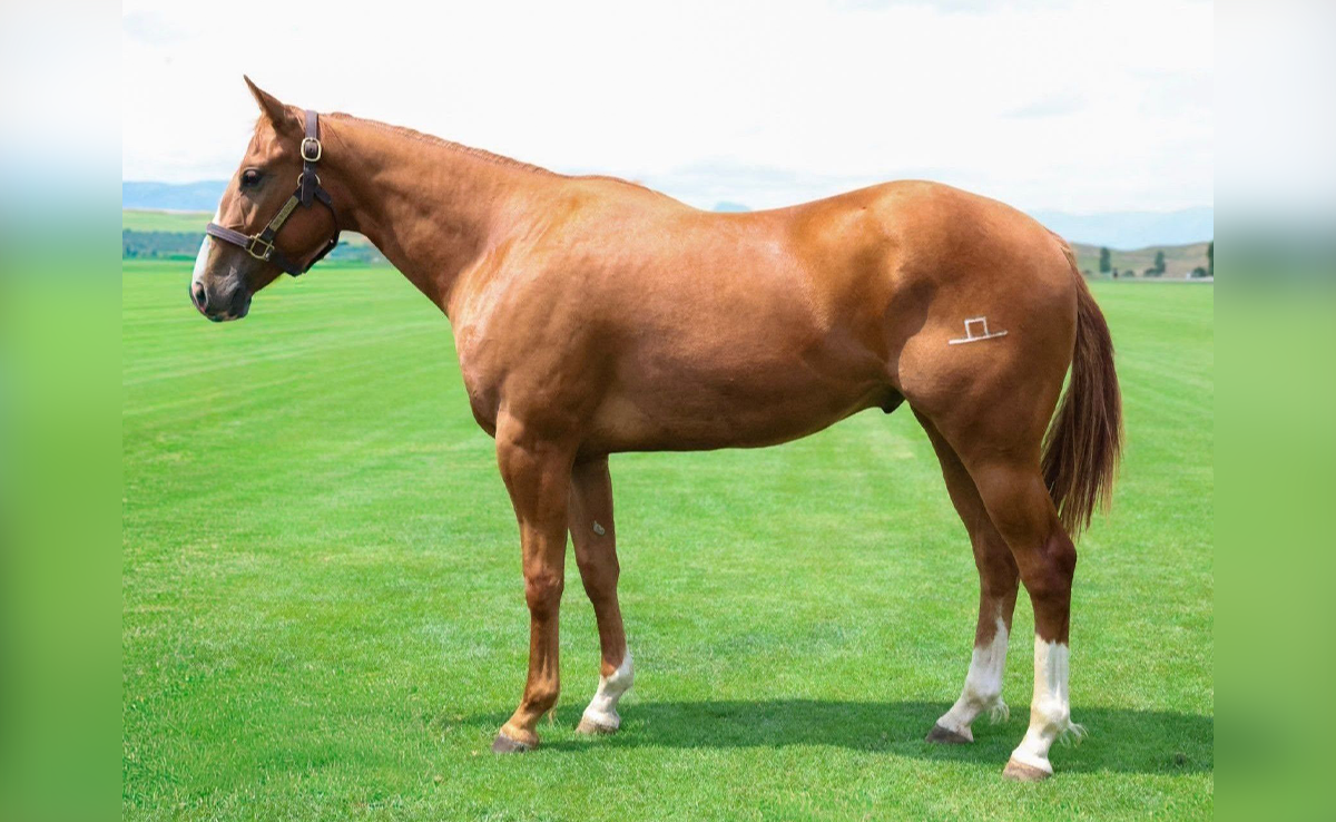 L#5385 Fuzzy Jeans - 2023 Sorrel Gelding (Sheik Jean Fly Htt x Smooth N ...