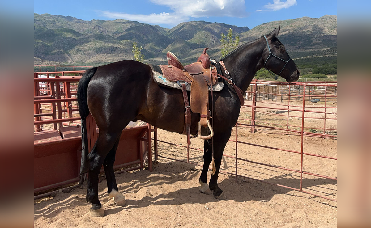L#4259 Grade - 2013 Black Gelding | The Premier Horse