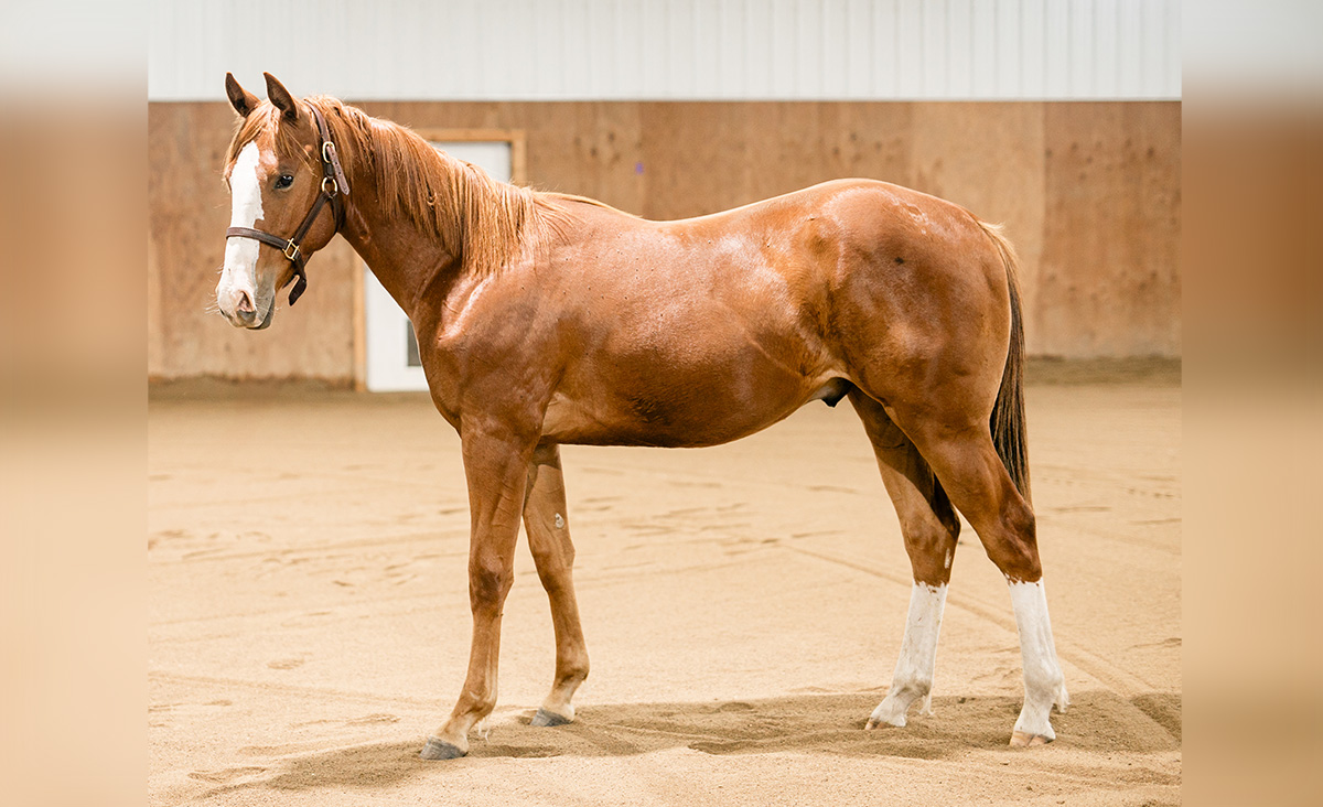 L#3790 Hank It Up - 2024 Sorrel Gelding (Famous Black Ty x Streakin ...