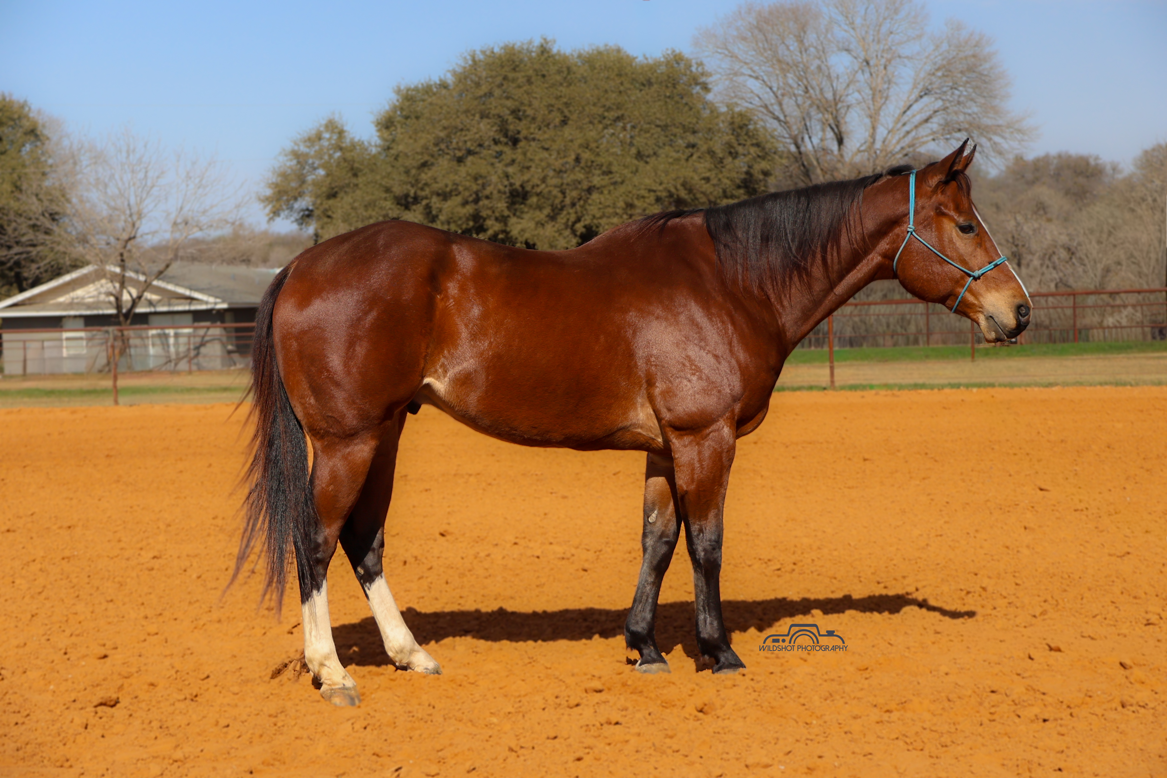 L#6281 Nickervwbugs - 2018 Bay Gelding (Famous Bugs x Tellhershezchrome ...