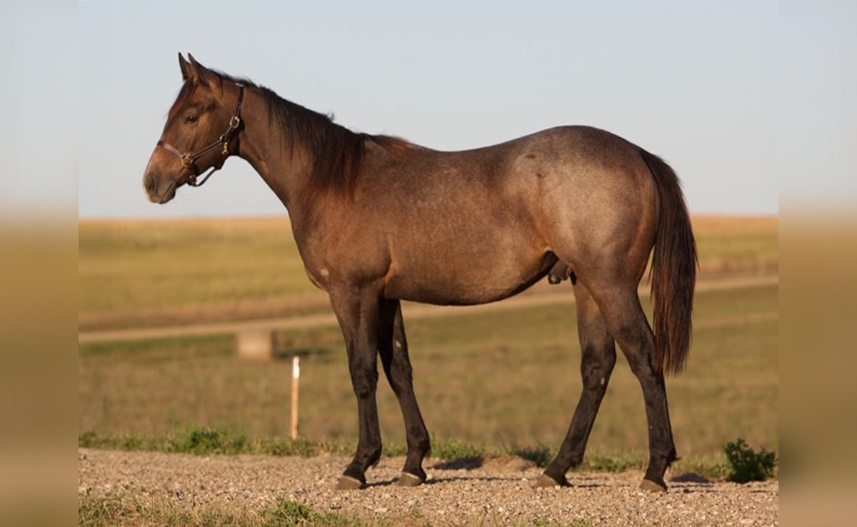 L#5009 Name Pending - 2024 Gray Gelding (Dollys Streaknbadger x Fire ...