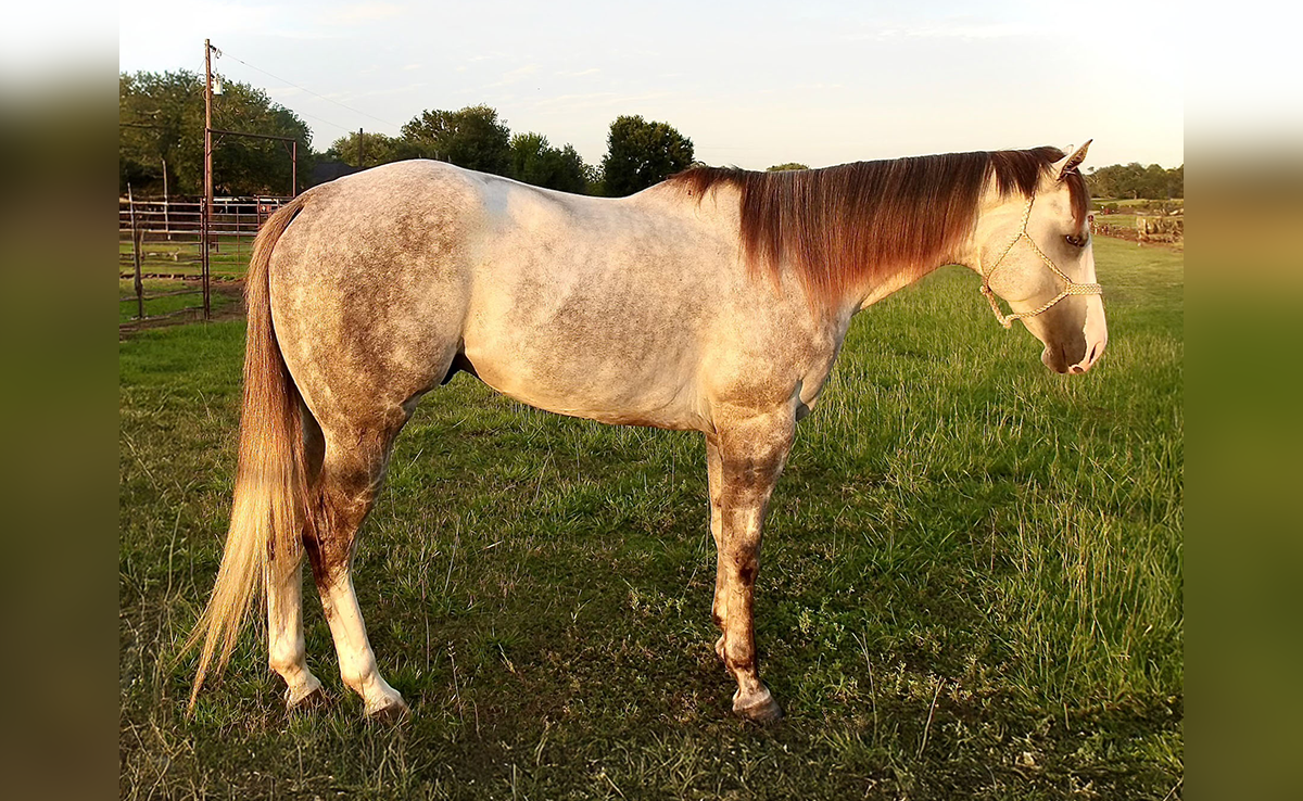 L#3328 Spycraft - 2021 Gray Gelding (Hez Our Secret x Coronation Roses ...
