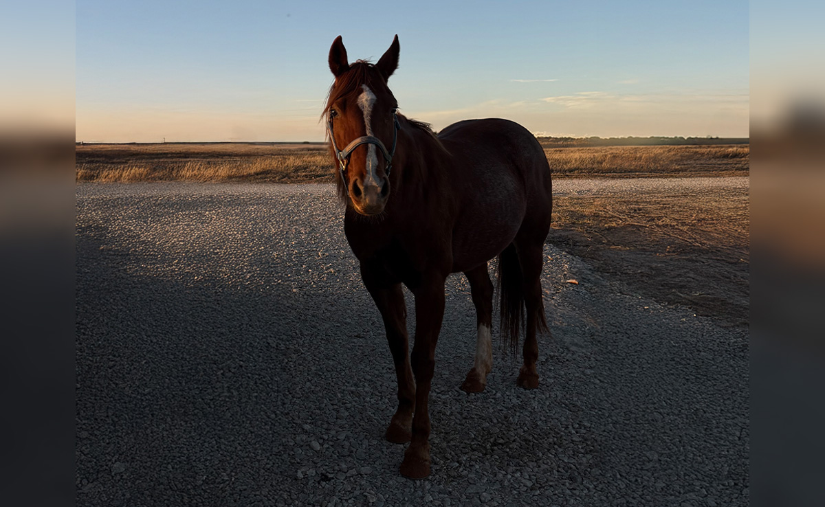 L#5958 Cool Cat Reminic - 2014 Sorrel Mare (Dealnwithacoolcat x ...