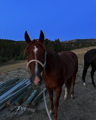 L#5958 Cool Cat Reminic - 2014 Sorrel Mare (Dealnwithacoolcat x ...