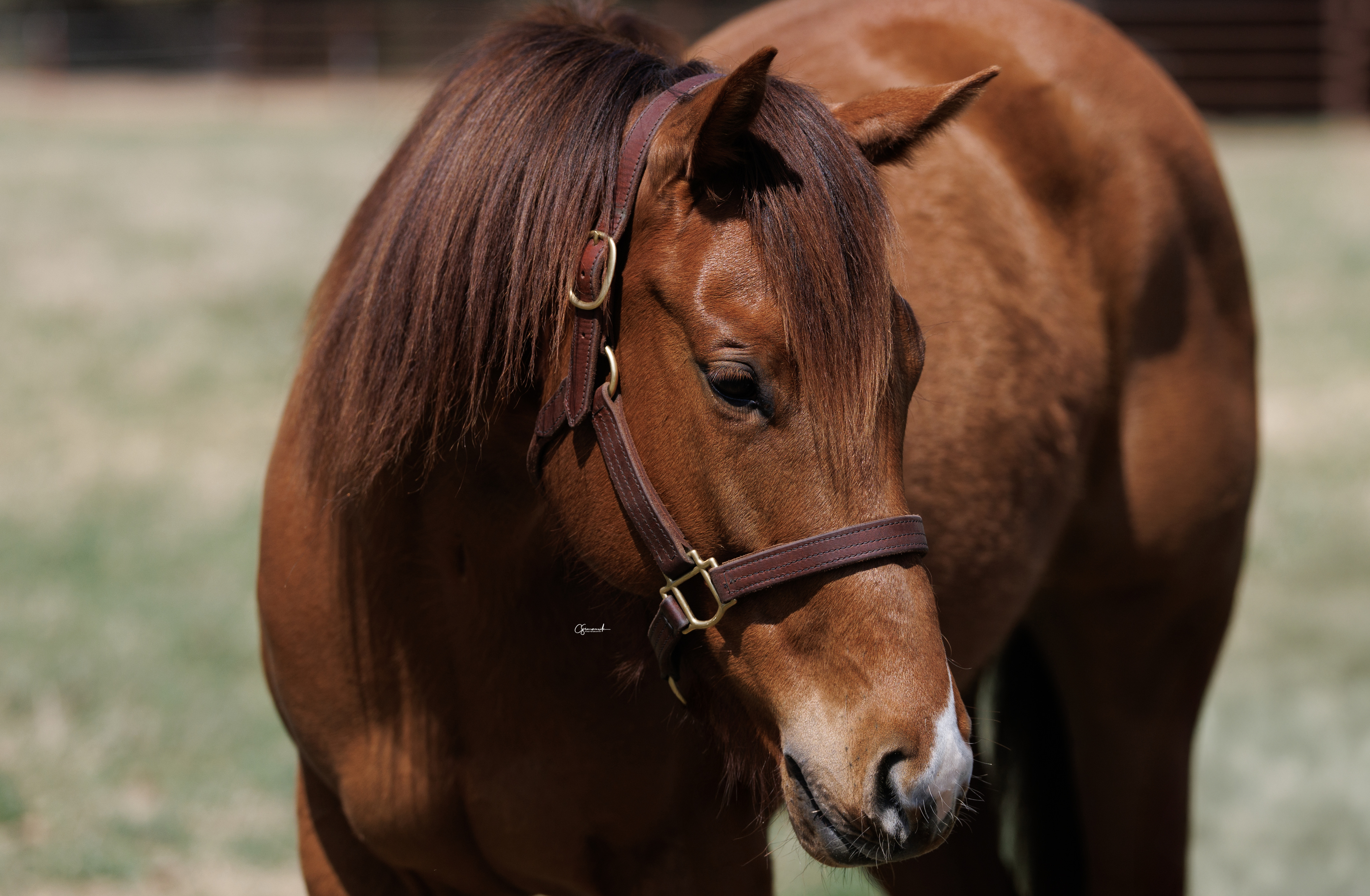 L#2727 Without Borders - 2021 Sorrel Mare (Tres Seis x Heroes Heart ...