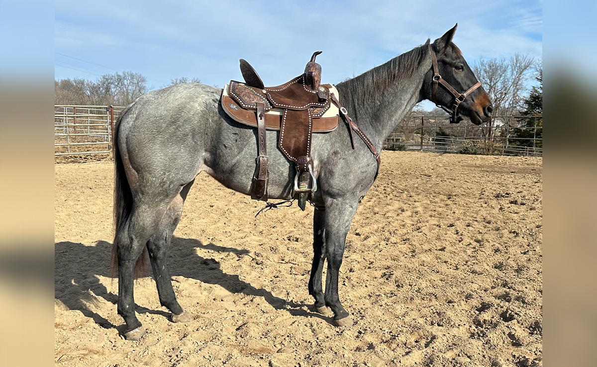 L#2214 Justa Lil Fire Ember - 2022 Bay Roan Mare (Just Fire x Cc ...