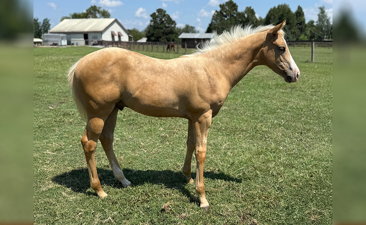 L#1357 Night Movess - 2025 Palomino Stallion (Guys Canyon Moon x Mr ...