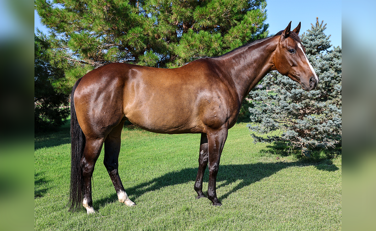 L#1622 Famousinatinkybar - 2016 Brown Mare (Ur One Famous Rebel x ...