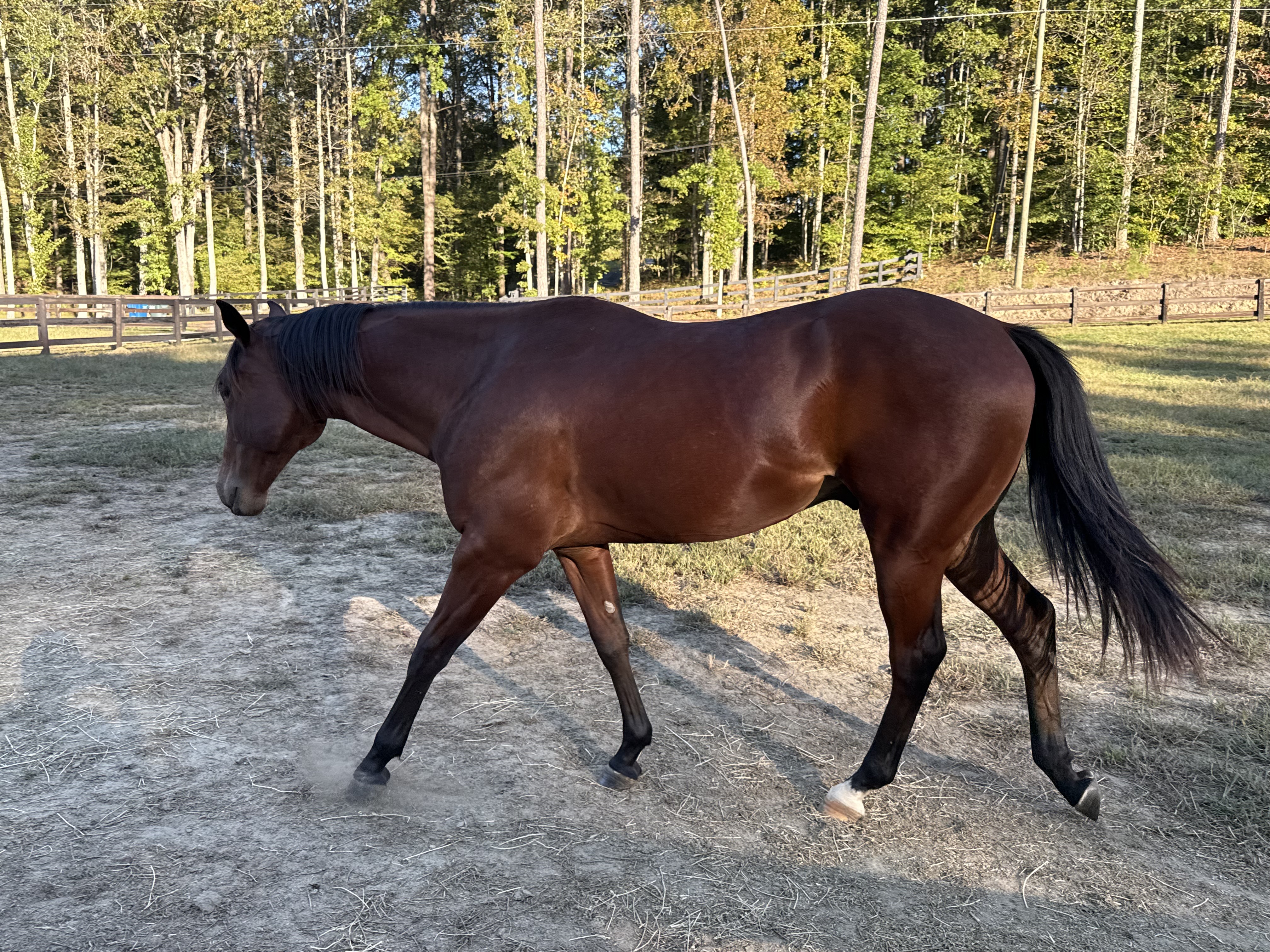 L#5220 Epic Recovery - 2024 Bay Gelding (Epic Leader x Shes A ...
