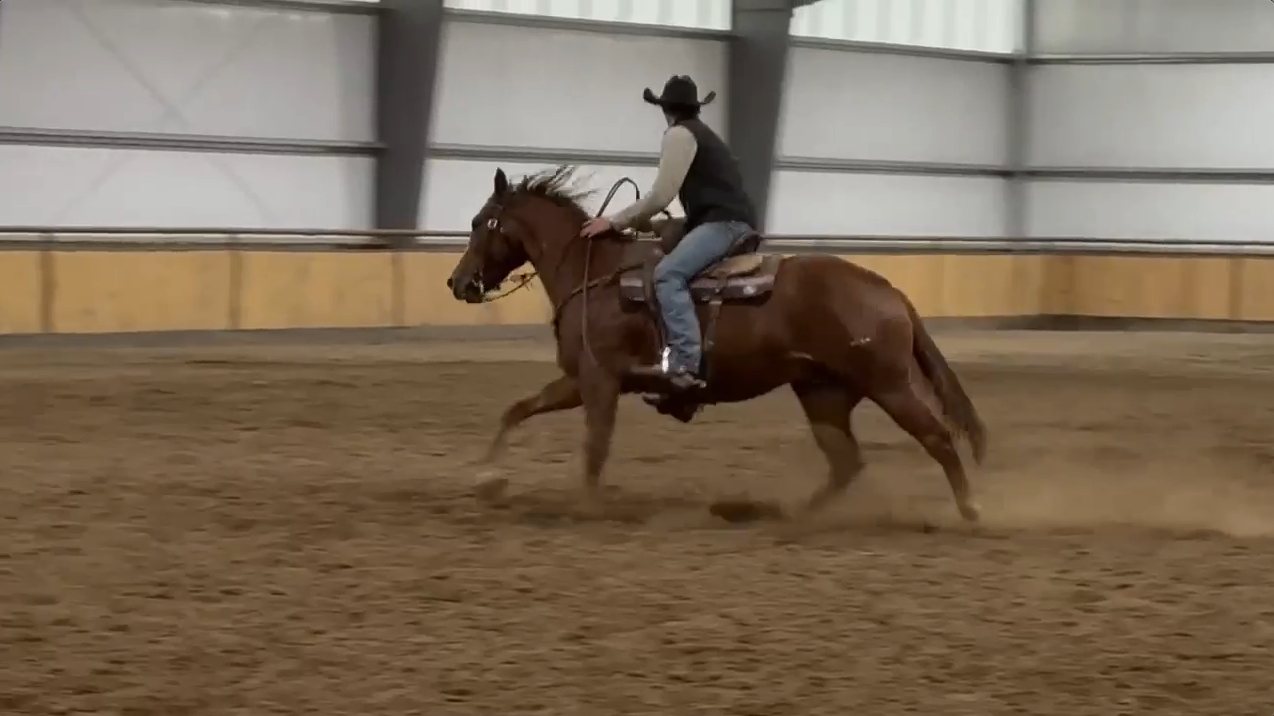 L#1002 Jess Catch The Train - 2022 Sorrel Gelding (French Streakin Jess ...