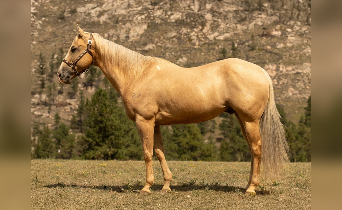 L#2464 Vf Gold Bullion - 2010 Palomino Gelding (Born Ta Be Famous x Vf ...