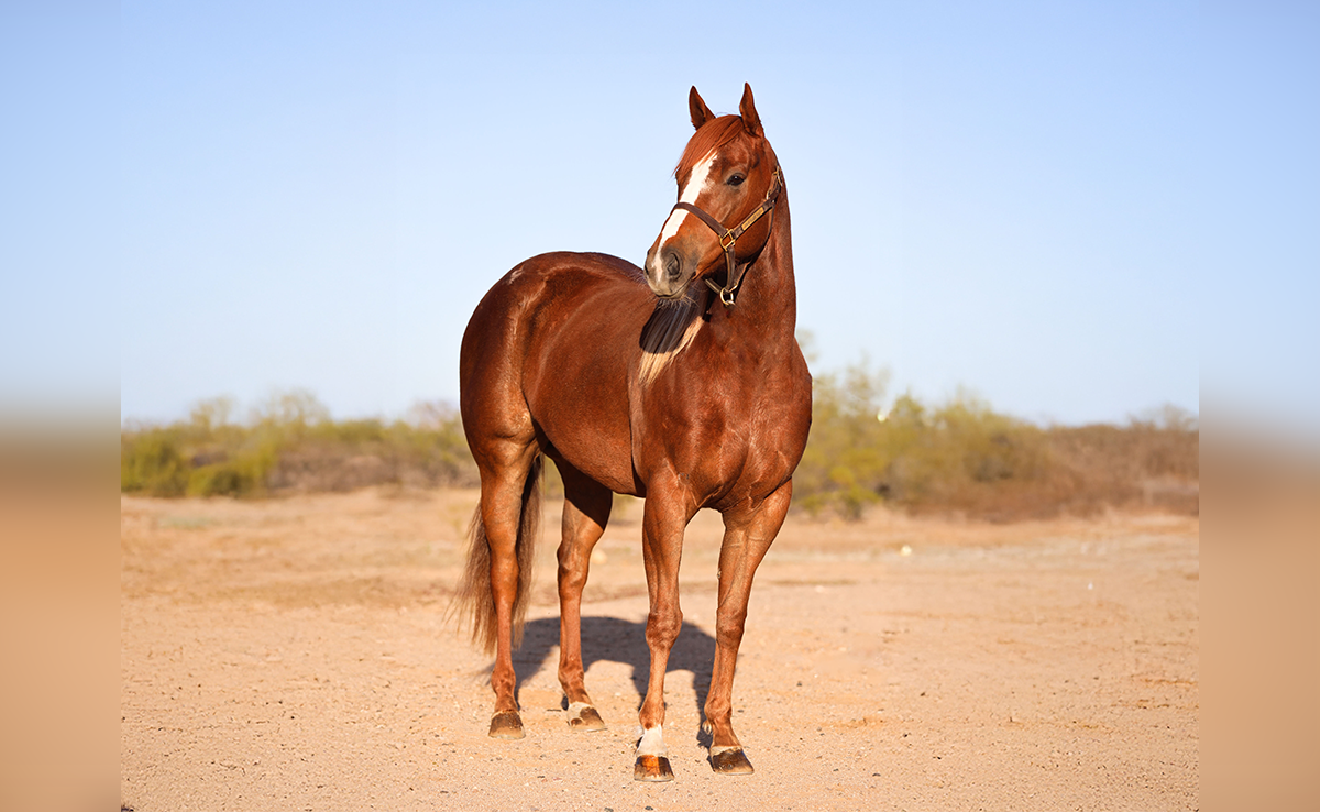 L#2977 Blame It On Rona - 2020 Sorrel Mare (Bucks Hancock Dude x Nora ...
