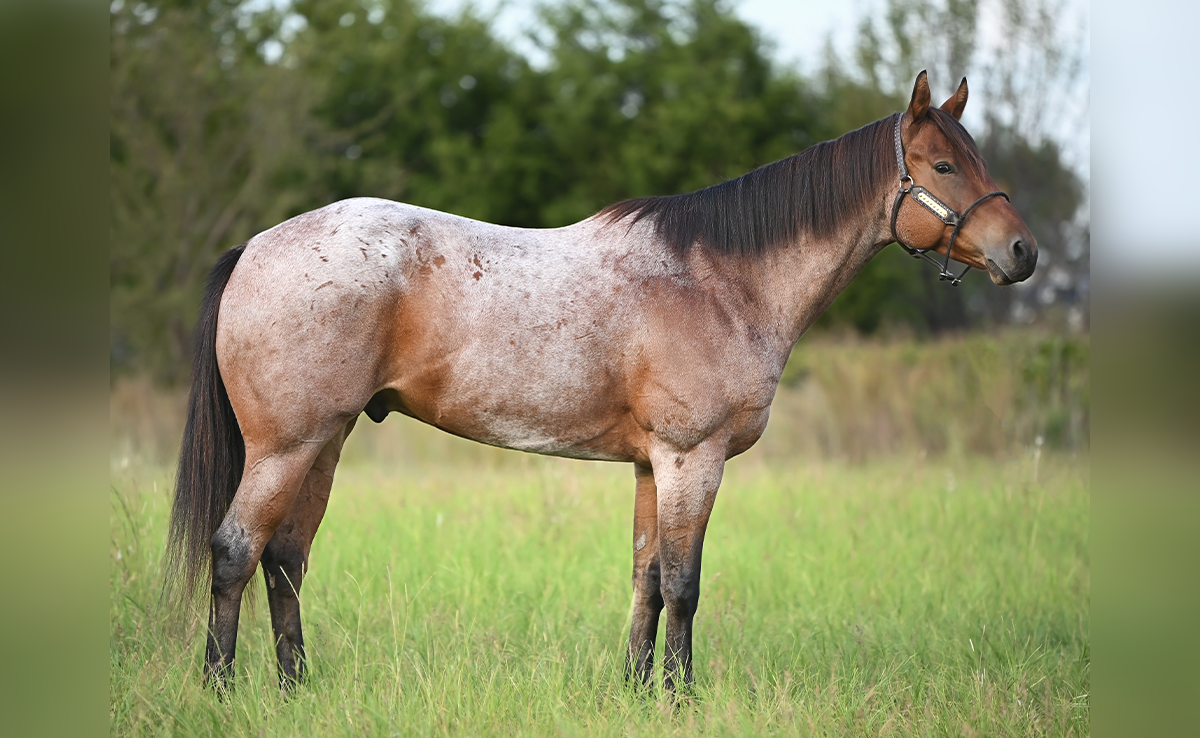 L#4716 Leodeservesgracetoo - 2021 Bay Roan Gelding (Shawne Bug Leo x ...