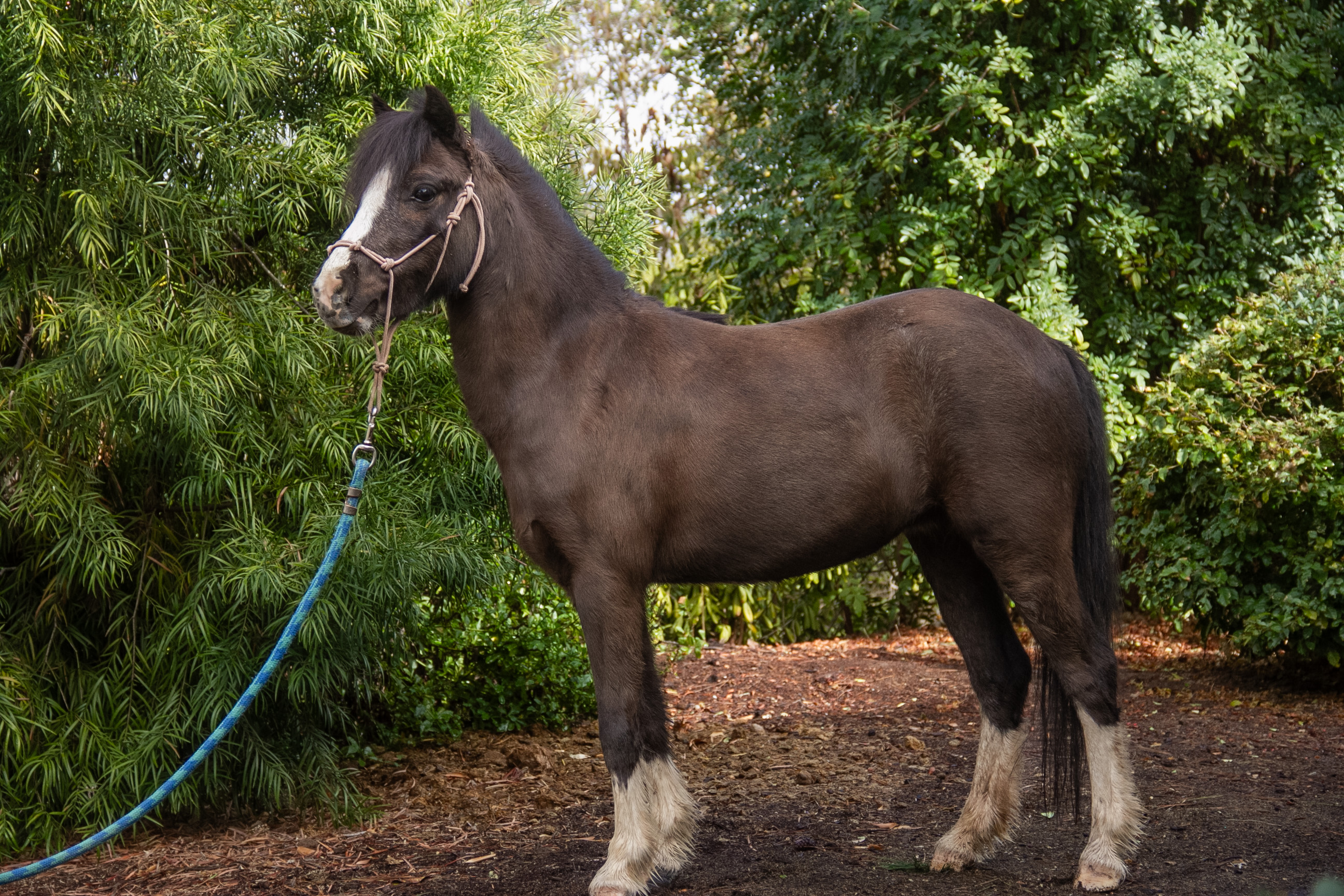 L#1883 Steppin Out Lil Shot Of Whiskey - 2021 Black Mare (Phr Gentleman ...