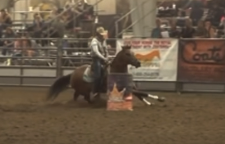 L#1431 Epic Hero - 2020 Bay Gelding (Epic Leader x Steele Magnolias ...