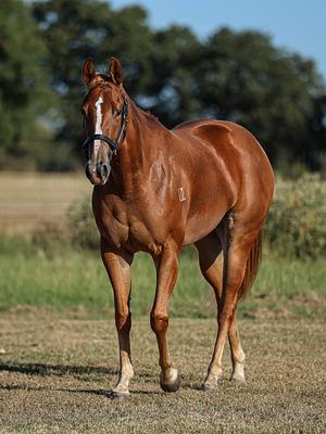 L#5964 My Candy Ta Heaven - 2023 Sorrel Mare (Jl Dash Ta Heaven x My ...