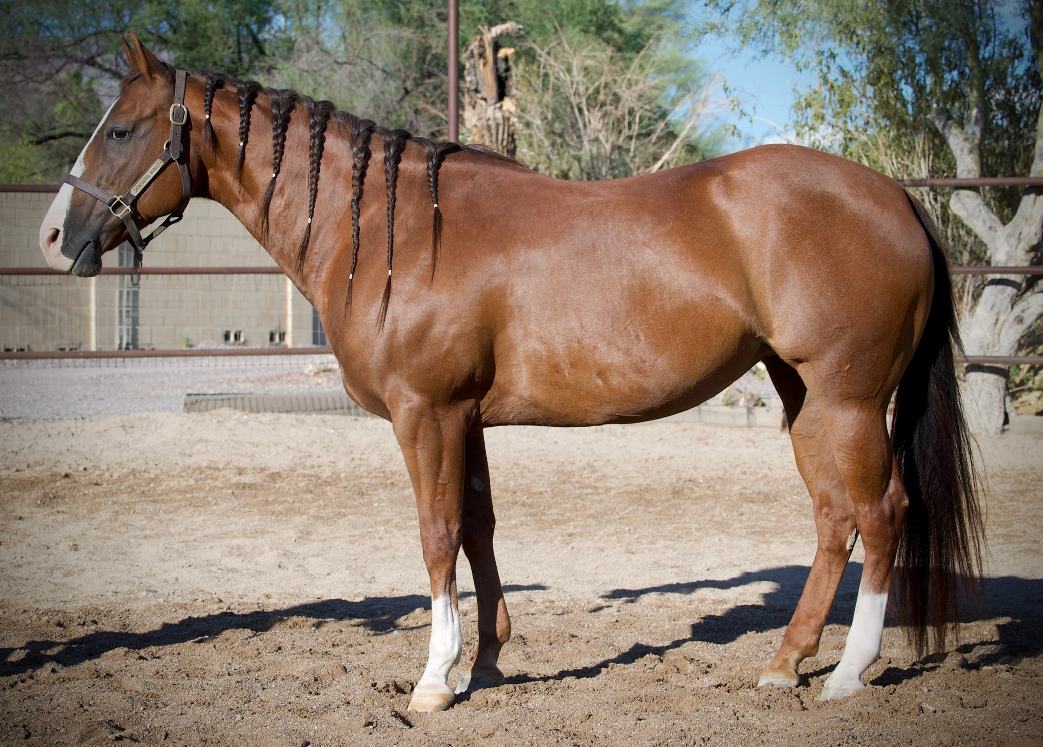 L#4673 Showstoppin Wonder - 2015 Sorrel Mare (Dash Ta Fame x Wonder ...