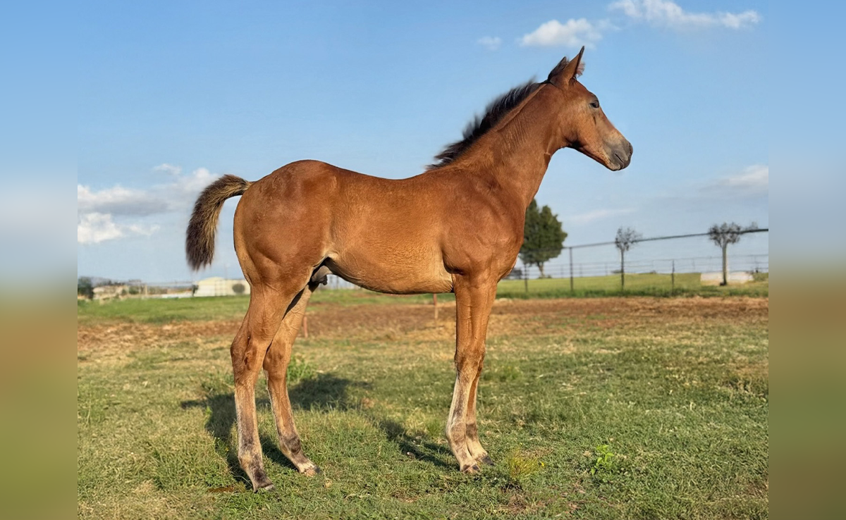 L#4627 Name Pending - 2025 Bay Stallion (Tres Seis x Rockin Desert Rose ...