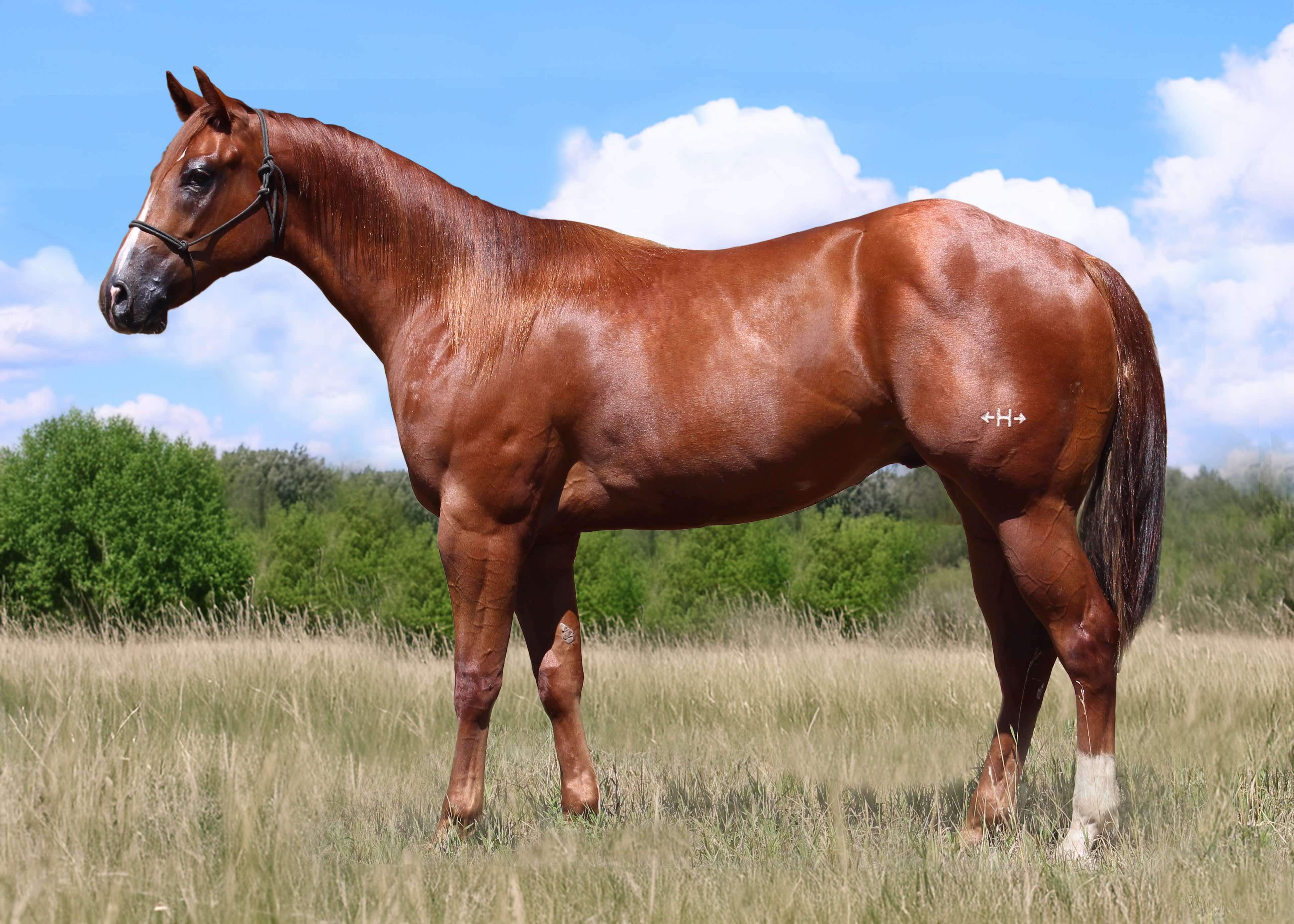 L#1003 Jess Take Me Home - 2022 Sorrel Gelding (French Streakin Jess x ...