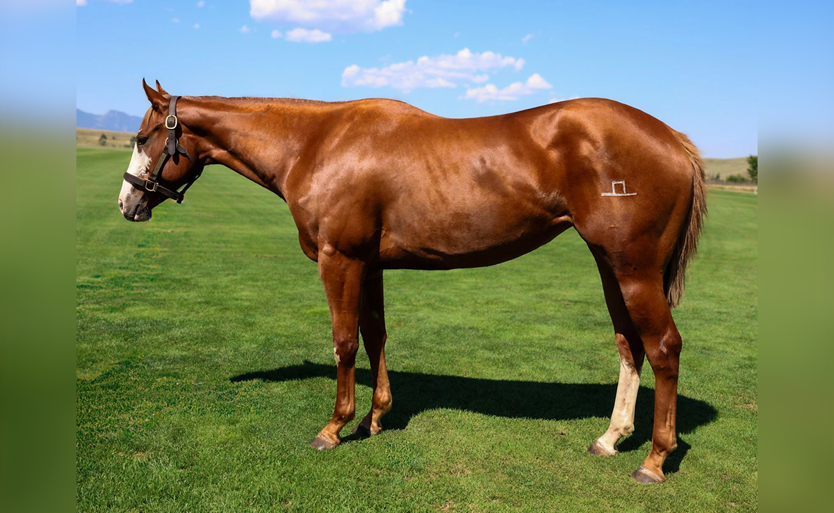 L#5392 Shaykhah Jean Fly - 2023 Sorrel Mare (Sheik Jean Fly Htt x Lady ...