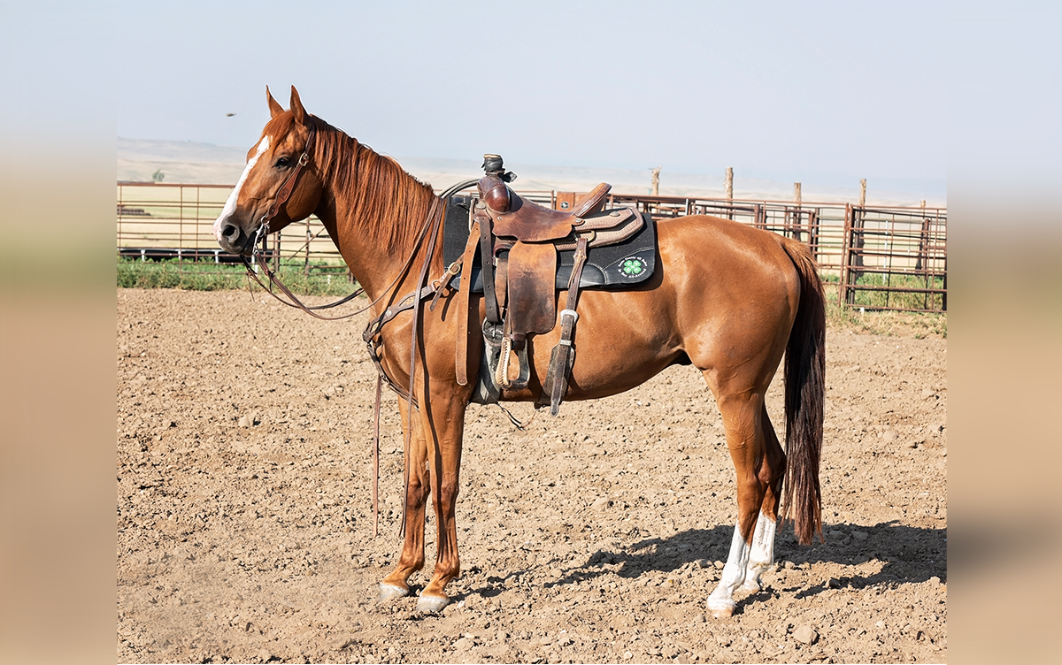 L#1267 No Breaks Johnny - 2020 Sorrel Gelding (Rf Sign For The Cash x ...