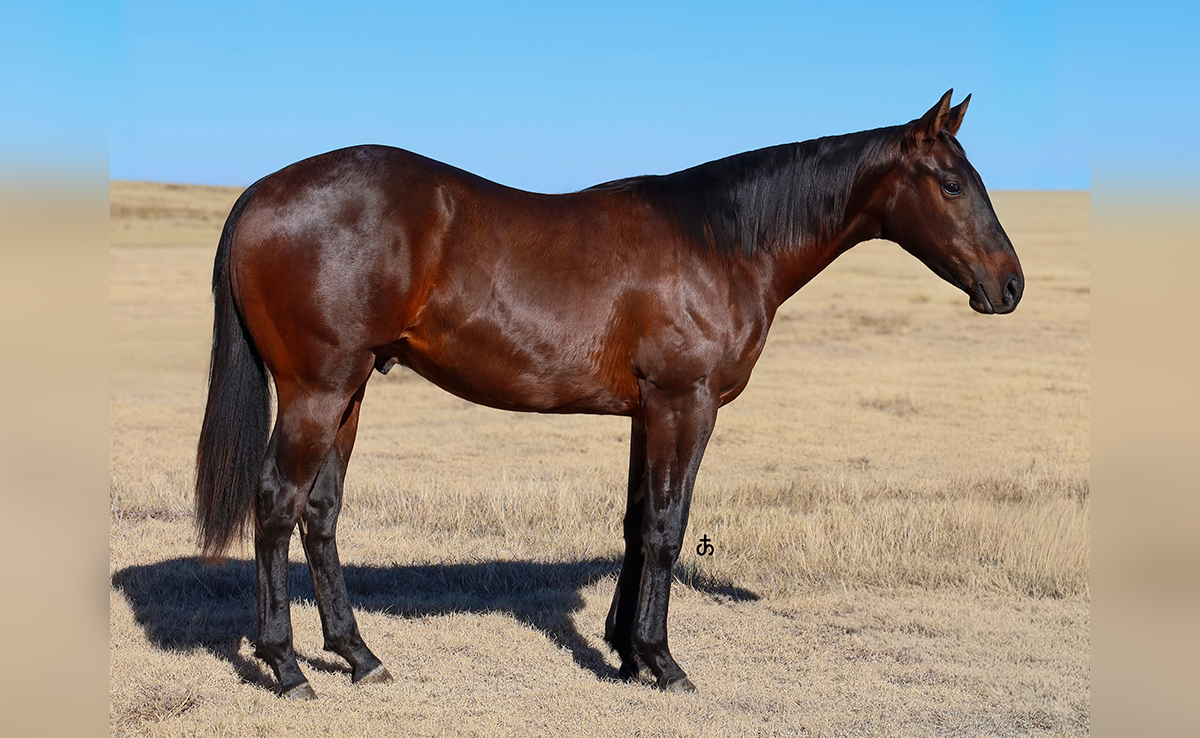 L#5787 Stopp Buggin Me - 2024 Bay Gelding (Streakin Boon Dox x Shawne ...