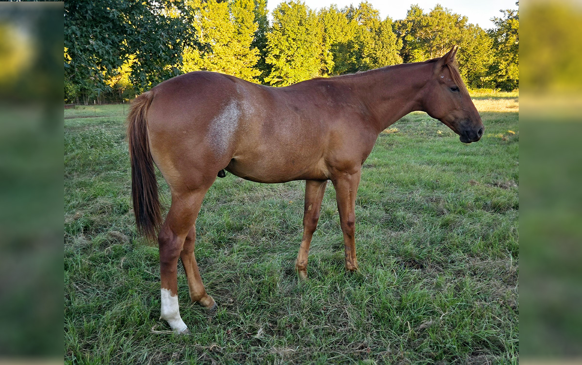 L#1303 Bh Sun Of Roarrr - 2023 Chestnut Gelding (Roarrr x Dms Packin ...