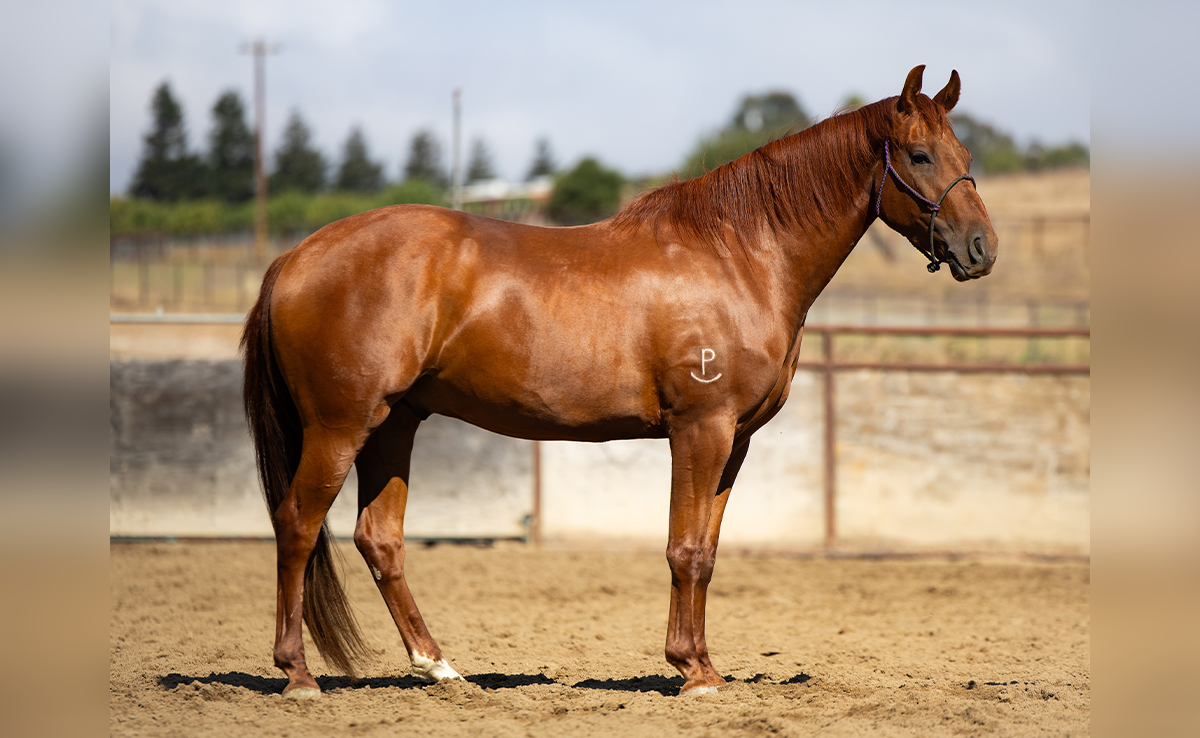 L#4979 Darknight Rider - 2022 Sorrel Gelding (Cfour A Darknight x Inna ...