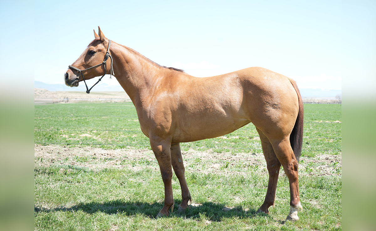 L#2760 Aint Dun See N Meyet - 2021 Red Dun Mare (Aint Seen Nothin Yet x Pc Pepdo, Pc Bay Cougar ...