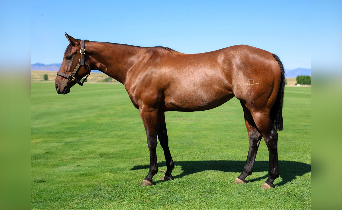 L#5397 For Pow Mia - 2022 Bay Mare (Slick By Design x Streakin Easy ...