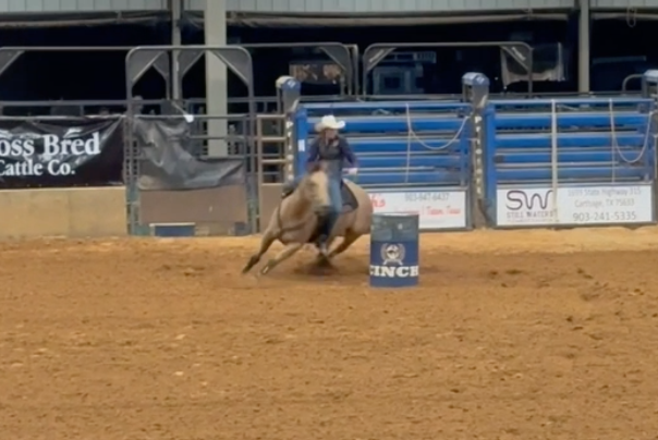 L#1262 Bullish On Bogie - 2016 Buckskin Gelding (Frenchmans Bogie x ...