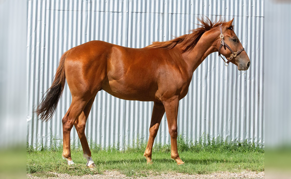 L#5233 Tupac - 2023 Sorrel Gelding (Kodakrome x Ms Shatin, Brimmerton ...