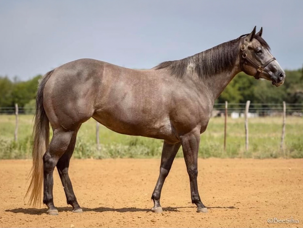 L#6389 Just Shake Em - 2015 Gray Mare (Royal Shake Em x Pc Kimber Frost ...