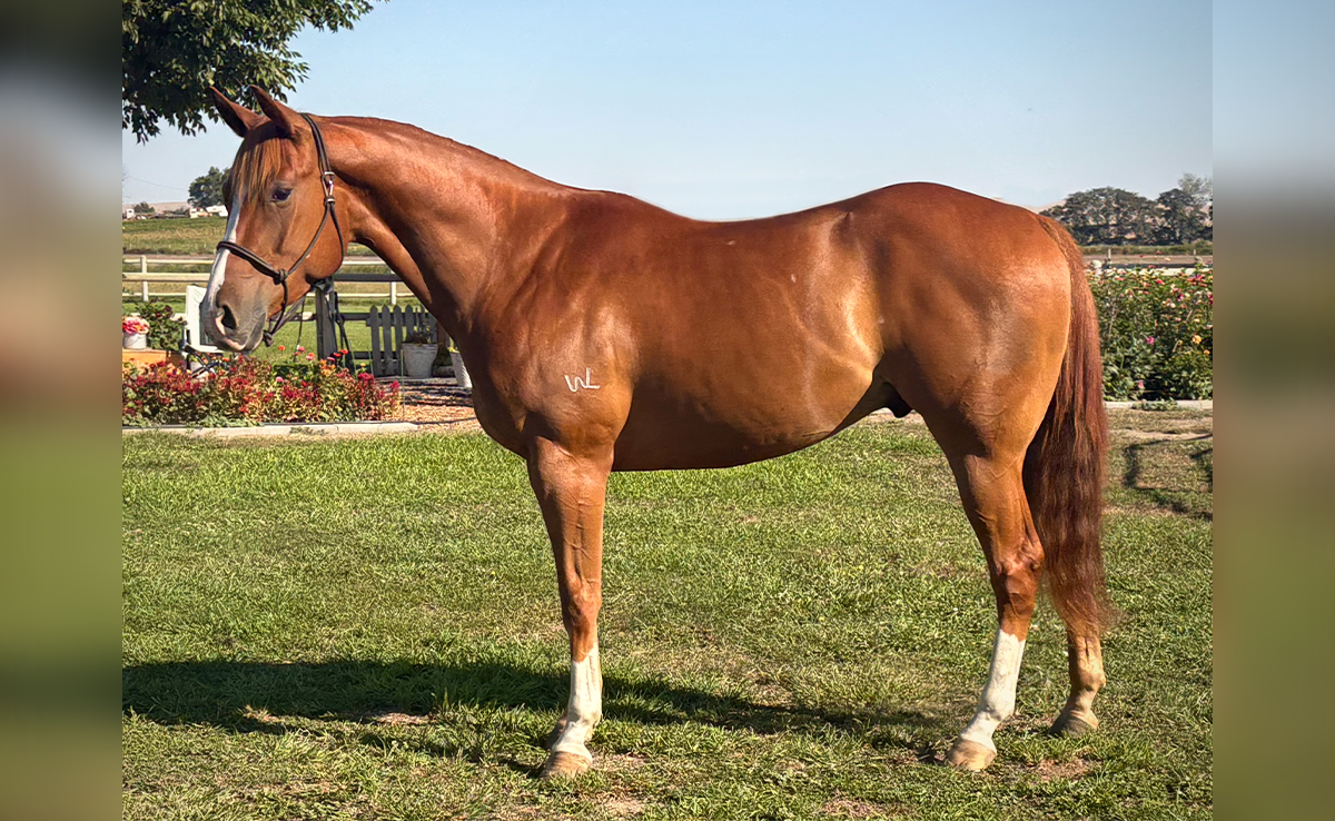 L#4828 Ac French Hotrod - 2022 Sorrel Gelding (First Down French x ...