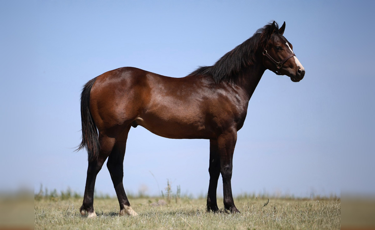 L#1653 Name Pending - 2024 Brown Stallion (Famous Bugs x Pc Katy ...