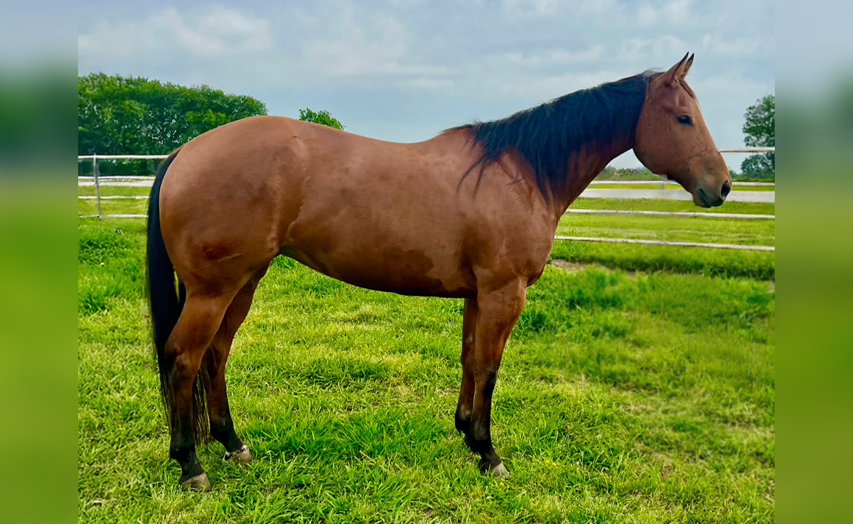 L#4254 Pedigree Dont Lie - 2021 Bay Mare (Roarrr x Smooth N Fuzzy, A ...