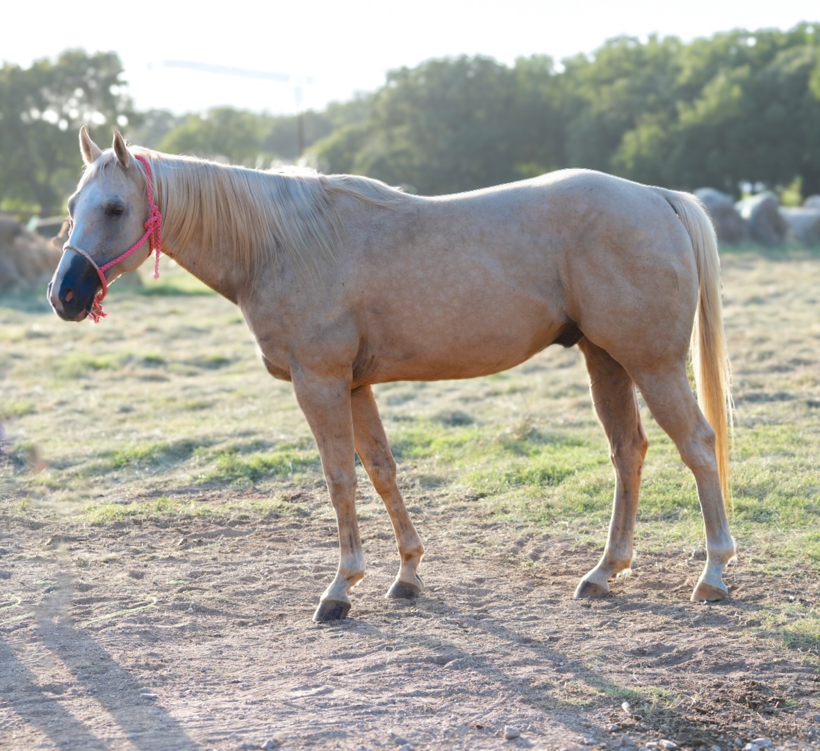 L#4358 Sweet Tea Please - 2017 Palomino Gelding (Sweet First Down x Mbb ...