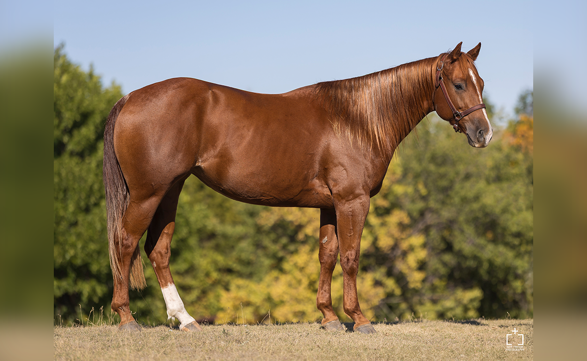 L#5930 Pay The Cattie - 2021 Sorrel Mare (Irish Pay x Kat Ching ...