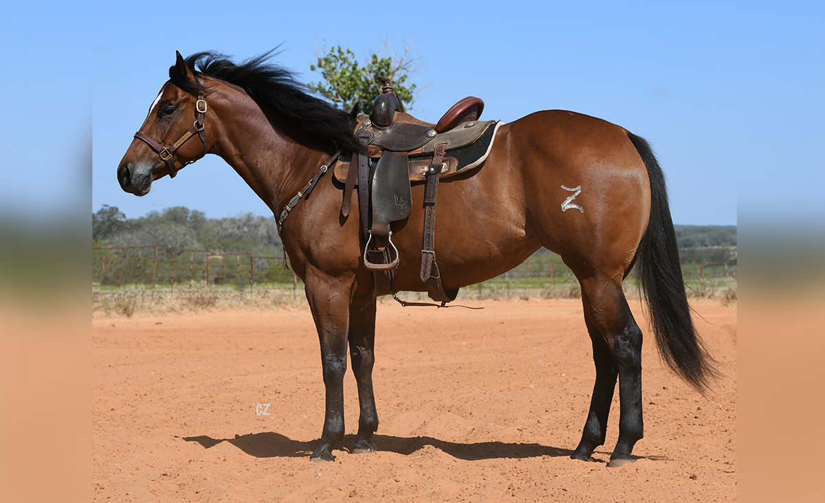 L#4543 Cz Huckleberry Vodka - 2021 Bay Mare (Triple Vodka x Haleys Moon ...