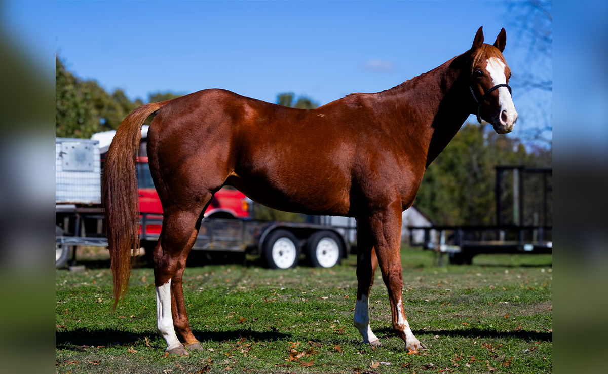 L#5472 Mg Standard Colours - 2019 Sorrel Stallion (Technicolours x Pristine Snow, This Snow Is ...